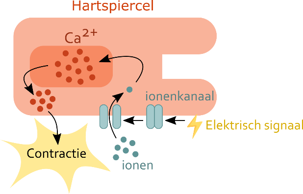 Het hart op het juiste ritme « KU Leuven blogt